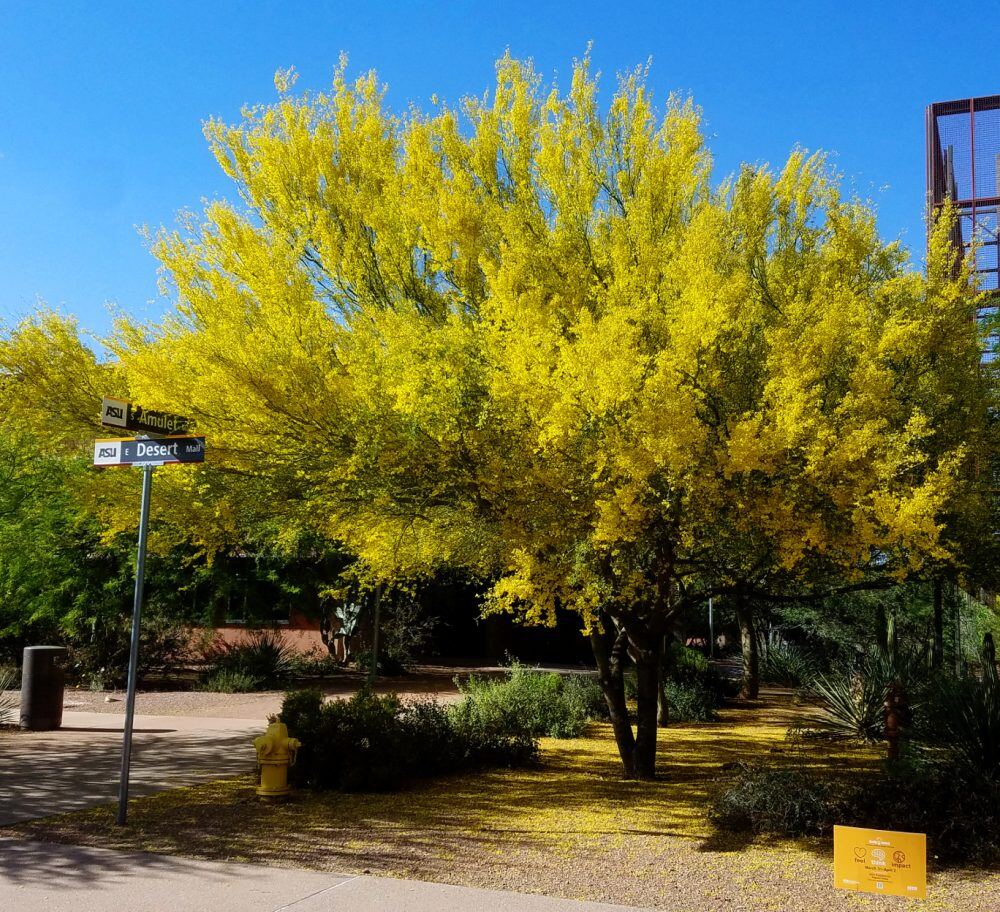 The Palo Verde: Embracing Shade and Photosynthesis in Desert Dwellings